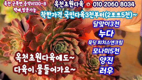 옥천초원다육 착한가격3천부터 점점물들어가는다육군생들모음🍁뮬리 레드환타지아군생 모나미 양진 글램핑크 소후렌군생등succulents
