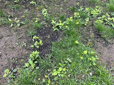 Grass Is Growing But How Do I Identify These Rlawncare