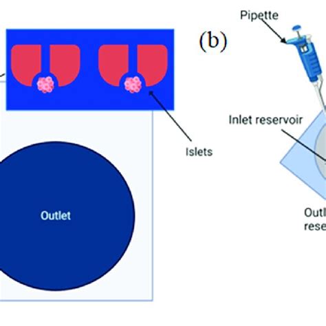 Schematics Of Microfluidic Systems With Surface Tension Flow Rate