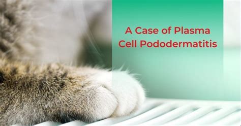 Plasma Cell Pododermatitis Case I Love Veterinary