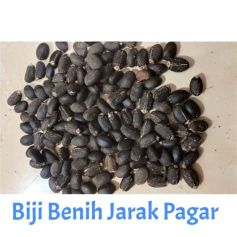 Jual Biji Benih Buah Jarak Pagar Siap Semai Benih Jarak Siap Semai 1kg