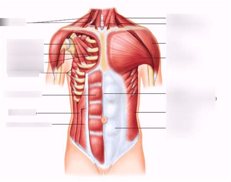 Axial Appendicular Muscles II Diagram Quizlet