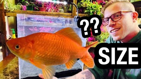 Goldfish Tank Size Not What You Think Youtube