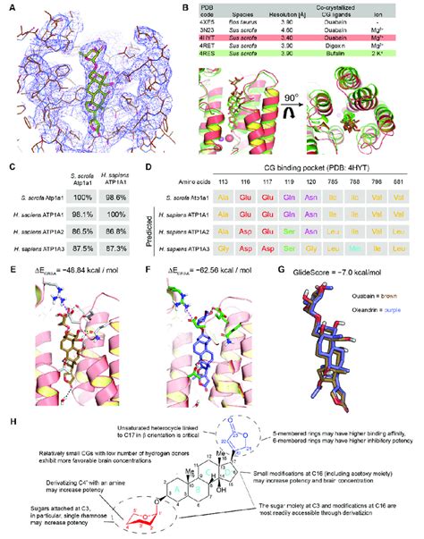 In Silico Prediction Of Cg Binding Pose Within Relevant Human Nka α