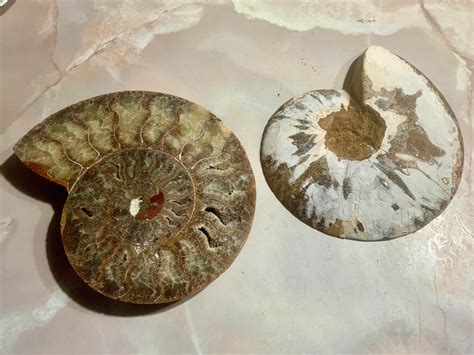 Extinct Coral Fossils From Lithuania Rfossils