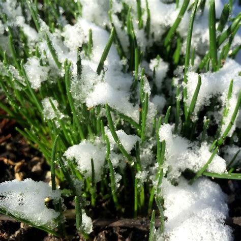 Grass Snow Winter Free Photo On Pixabay