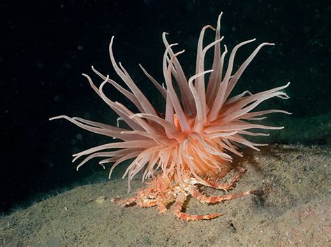 Sea Anemones Corals And Sea Pens Anthozoa