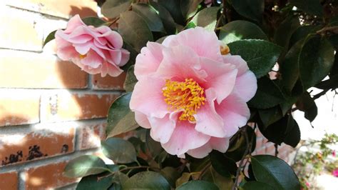 Clematis Fertilizing Valley Gardens