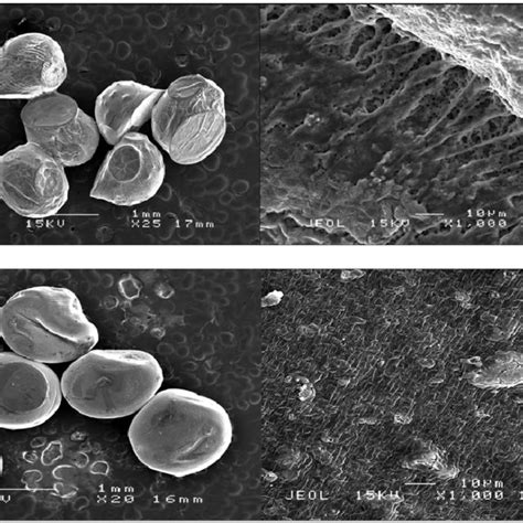 Sem Image Of A Ca Alginate Beads B Ca Alginate Mmt Beads
