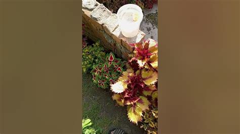 колеусы сохраняю красоту 2024 Youtube