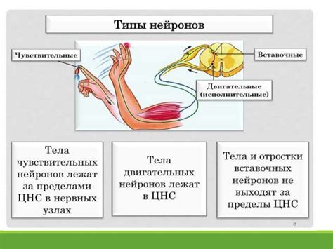 Строение нервной системы и её свойства презентация онлайн