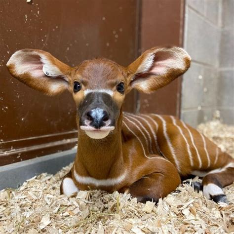 Opioids Flashcards Quizlet