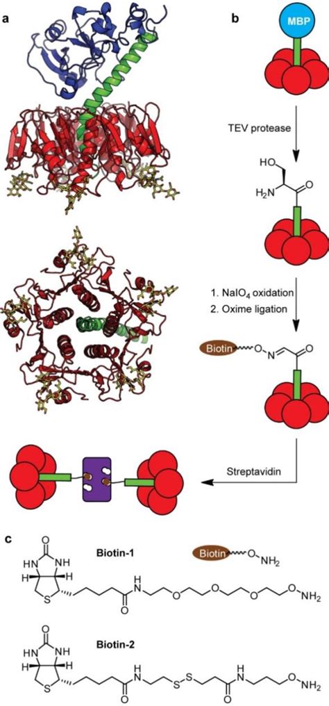 Figure 1 From Membrane Fusion Mediated By Non Covalent Binding Of Re Engineered Cholera Toxin