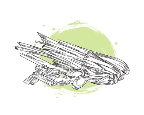 Hand Drawn Monochrome Bunch Of Lemongrass Sketch Style Vector