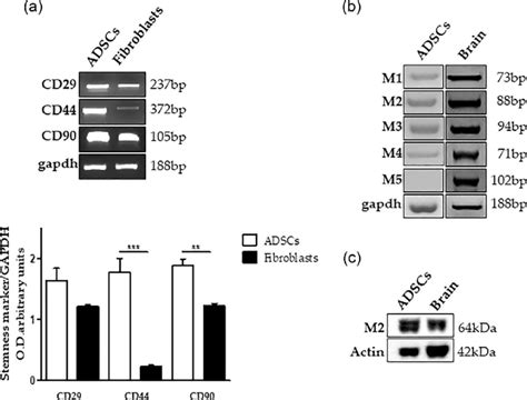 Stemness Markers And Muscarinic Receptor Subtypes Expression A