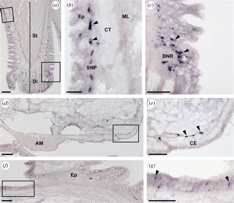 Localization Of Arssp2 Mrna In The Tube Feet And Body Wall Of A Rubens Download Scientific