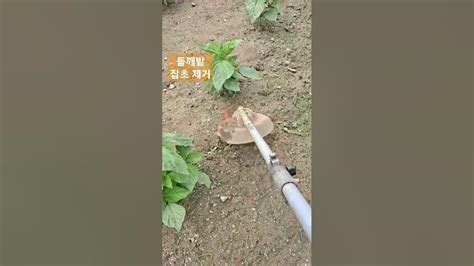마늘캐고 심은 들깨밭 잡초제거작은농장선재하우스예초기저속잡초제거 Youtube