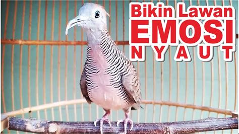 Ejekan Perkutut Lokal Gacor Bikin Emosi YouTube