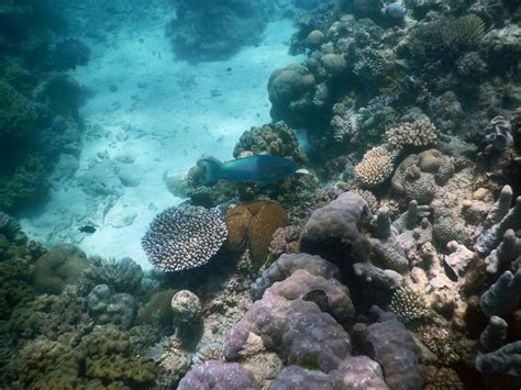 Chlorurus Spilurus Ficha De La Especie Características Y Distribución