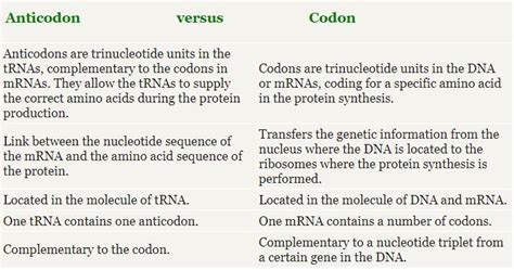 Define The Term Codon And Anticodon