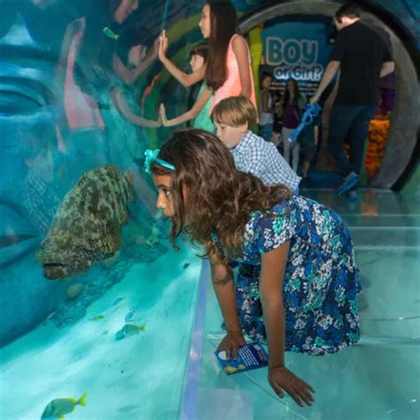 Orlando Aquarium Exhibits Sea Life Orlando Aquarium