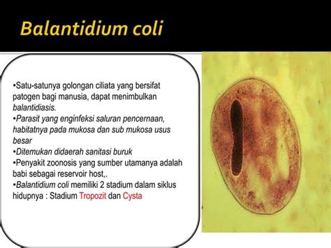Kuliah 3 Cilliata Protozoa Kelas Ciliata Pptx