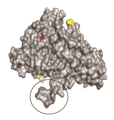 Hydrophobicity Profiles A And B Of Phytases A And B From A Niger