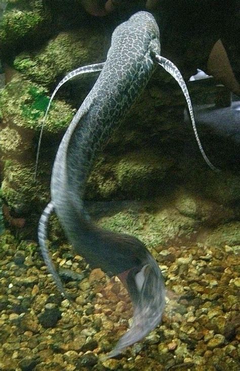 Marbled Lungfish Alchetron The Free Social Encyclopedia