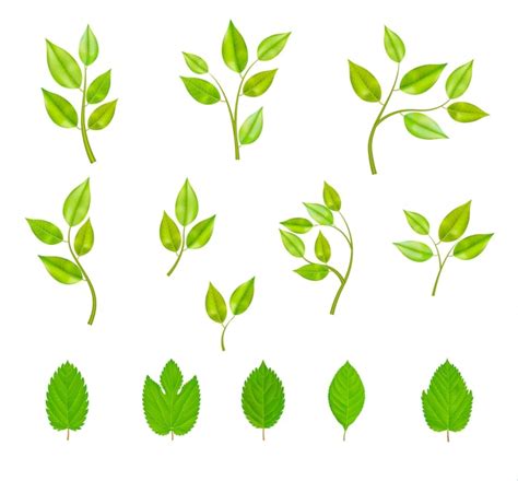 Verde árboles Hojas Plano De Fondo Iconos Conjunto De Roble