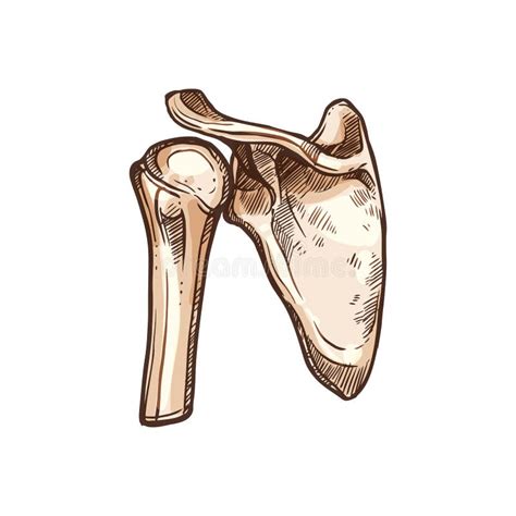 Scapola Con L Osso Dell Omero Del Raggio Dell Ulna Ed Il Midollo