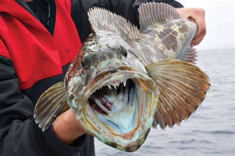 Best Lingcod Lures Big Swimbaits Salt Water Sportsman