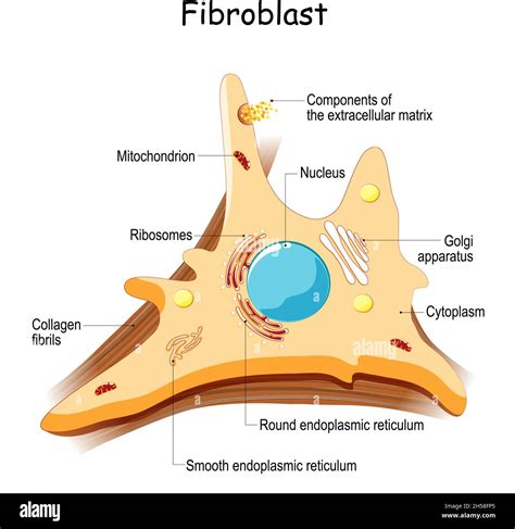 Fibroblast Cell Structure And Anatomy Collagen Fibers And Skin Cell