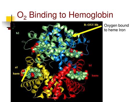 Ppt Myoglobin And Hemoglobin Powerpoint Presentation Free Download Id 2019714