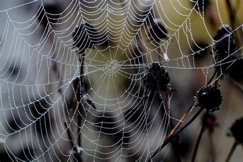 Premium Photo Close Up Of Spider Web