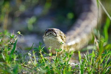 Van 16 Atendidos Por Mordedura De Serpiente En Durango