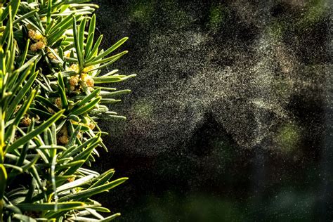 Why Is Pollen Important And Why Should You Care Gardenia Organic