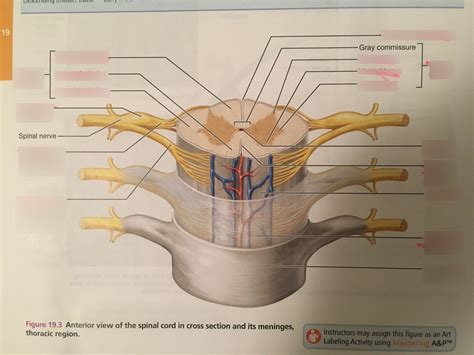 Spinal Cord Cross Section Diagram Quizlet