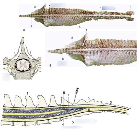 Vetm 320 Lecture 14 Spinal Cord Diagram Quizlet