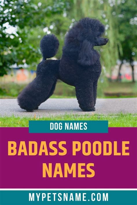 Strong And Stylish Poodle Names Male Standard Poodle Names Poodle