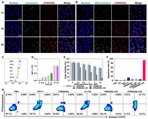 Cellular Uptake Subcellular Distribution And Cytotoxicity A B