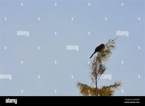 Wild Birds On Pine Trees Stock Photo Alamy