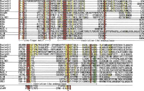 Sequence Alignments Of Zinc Finger Motif Zf And Restriction Like