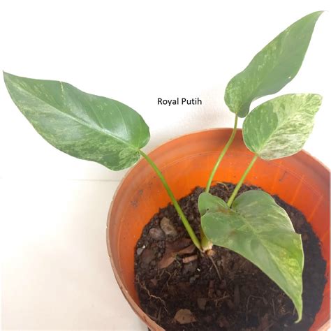Jual TANAMAN HIAS PHILO MARBLE VARIGATA PHILODENDRON MARBLE VARIEGATA