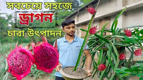 সবচেয়ে সহজে টবে ড্রাগন ফল চাষ পদ্ধতি।the Easiest Way To Grow Dragon