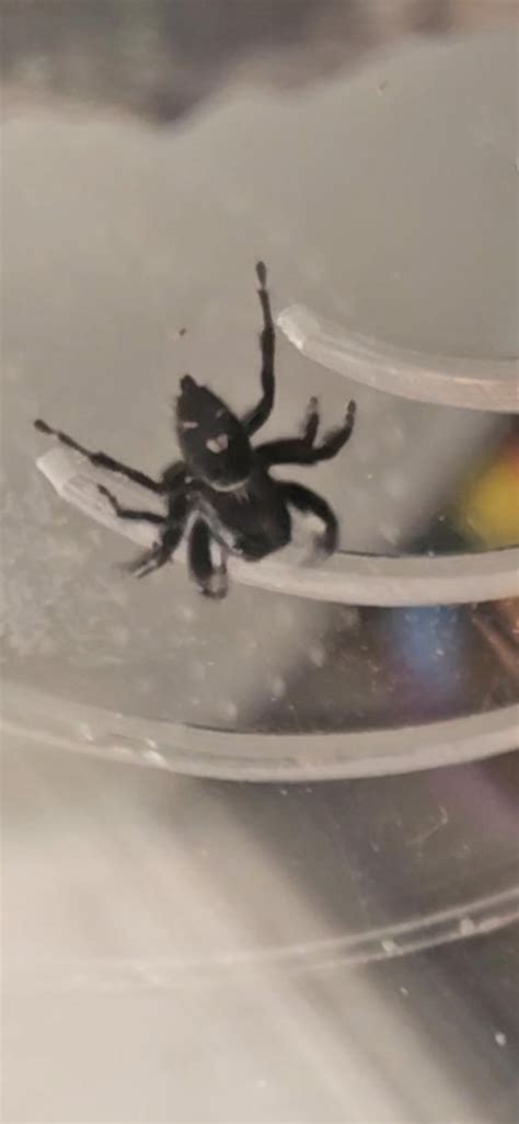 what sex do you think this is also what kind r jumpingspiders