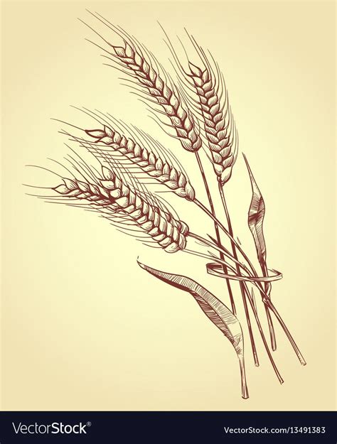 Колос иллюстрация 65 фото
