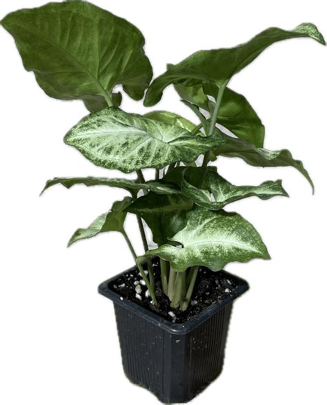 3″ Nephthytis White The Kc Plant Factory