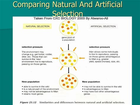 ppt artificial selection powerpoint presentation free download id