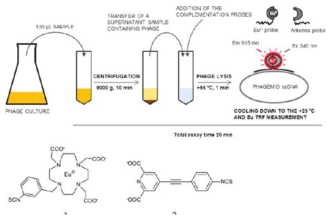Principle Of The Complementation Probe Based Bacteriophage