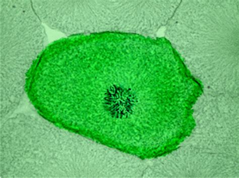 Lab 10 Mitosis And Meiosis Flashcards Quizlet